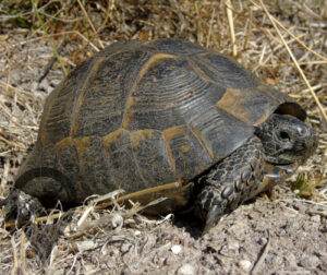 Είδη – Άτλαντας Ερπετών και Αμφιβίων Ελλάδας