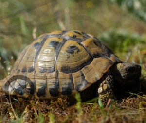 Είδη – Άτλαντας Ερπετών και Αμφιβίων Ελλάδας